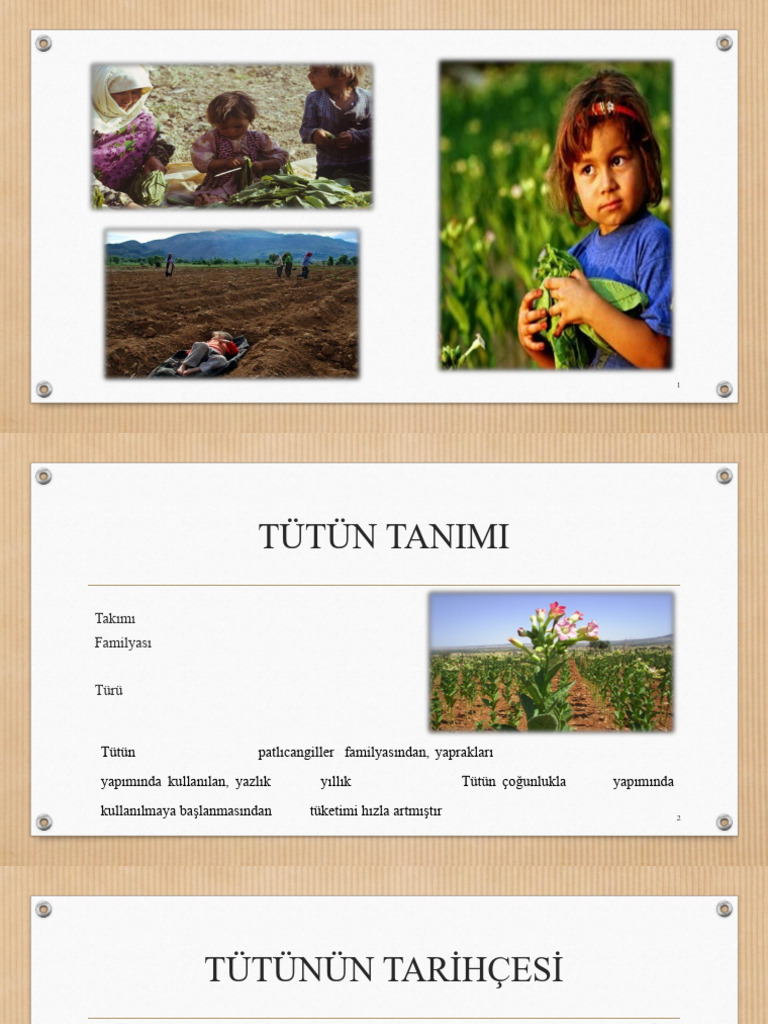Aytac Tutun Tarimi 2016 | PDF
