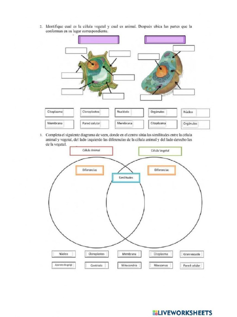 Taller de La Celula 2 | PDF