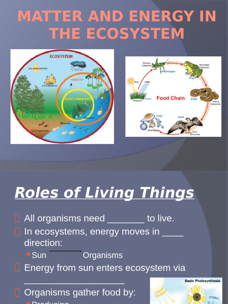ML - Ecosystem Dynamics Guided Notes | PDF | Food Web | Foods