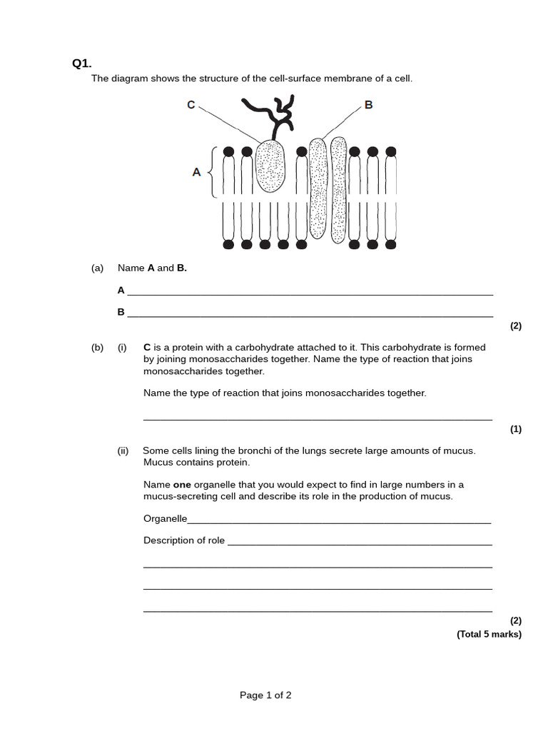 Cell-surface-membrane-structure-exam-question | PDF | Endoplasmic ...