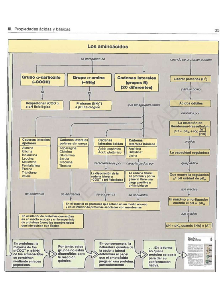 Aminoácidos mapa conceptual 1 | PDF