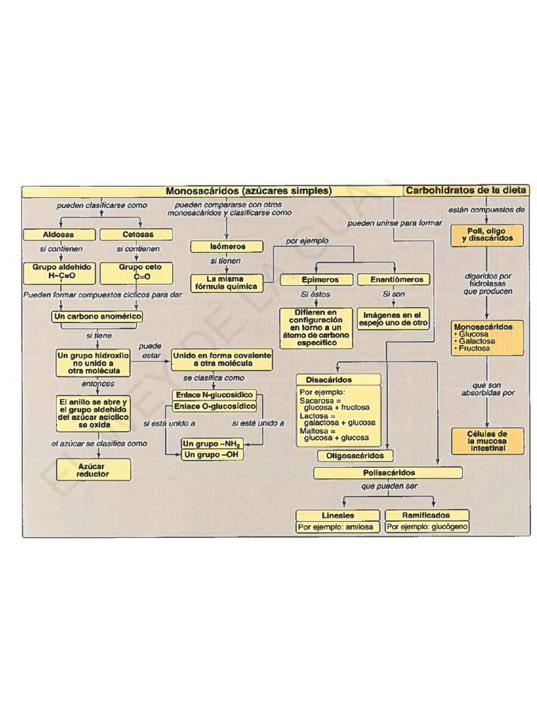 Azúcares simples mapa conceptual | PDF