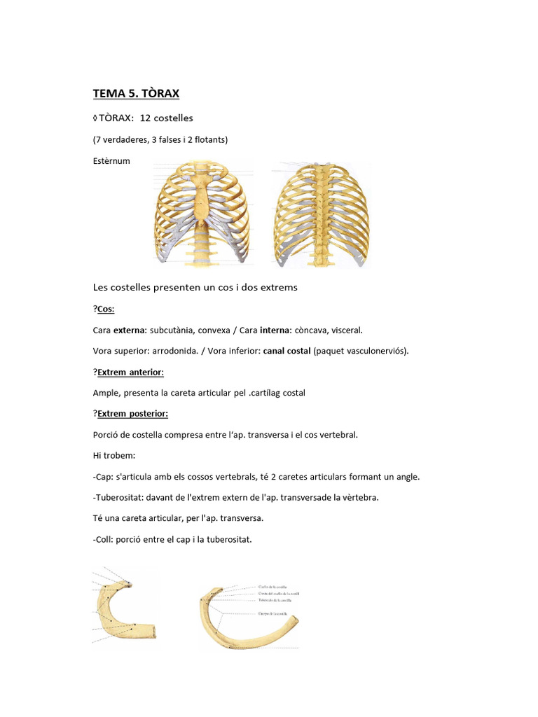 Anatomía - Tema 5 Tórax | PDF