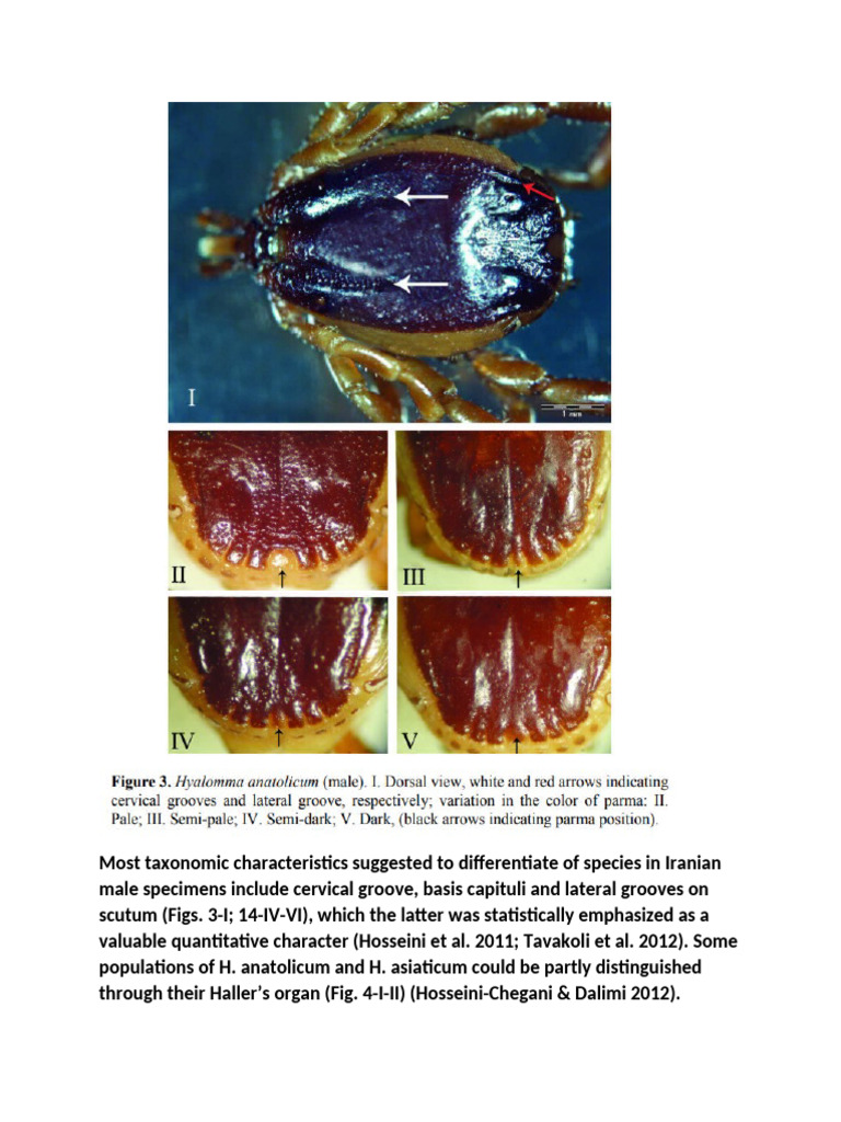 Hyalomma Anatolicum | PDF