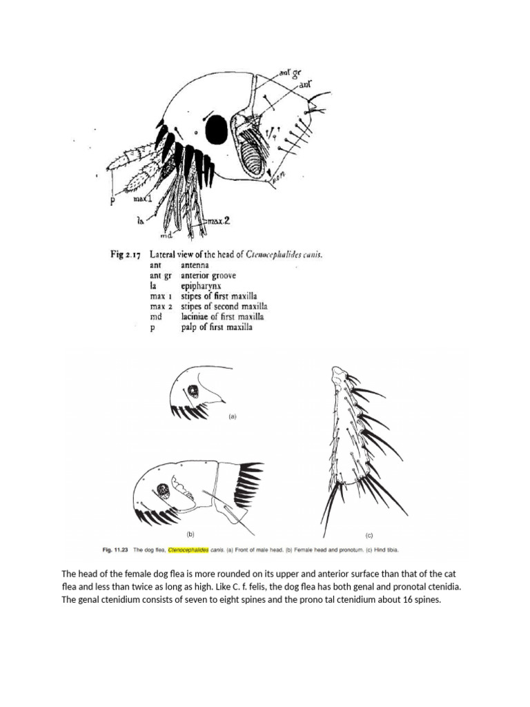 Ctenocephalides Felis Felis | PDF