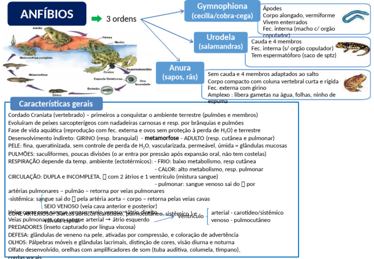 Mapa Mental - Anfíbios | PDF | Sapo | Anfíbio