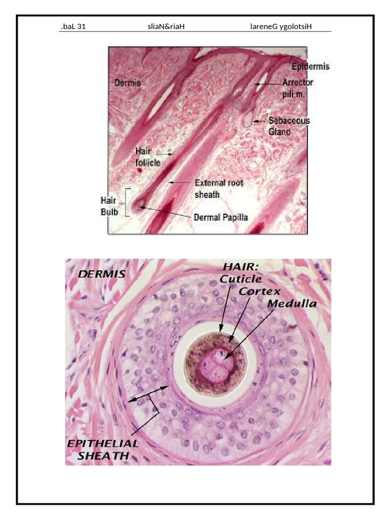 Lab 13. General Histology PDF | PDF
