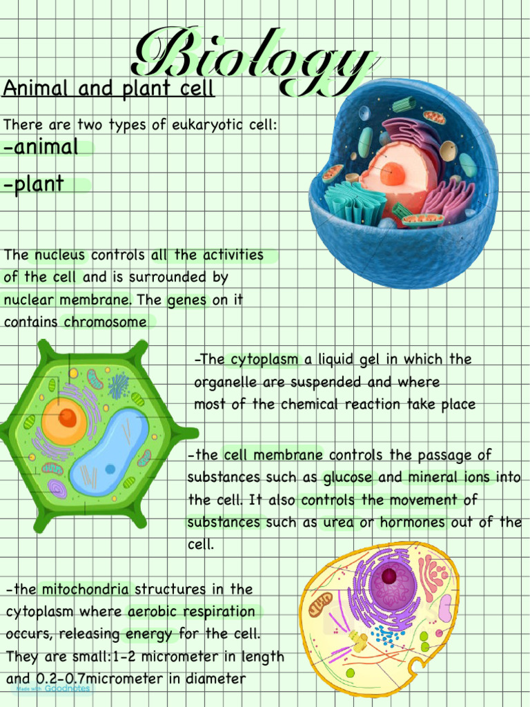 Plant and Animal Cell | PDF