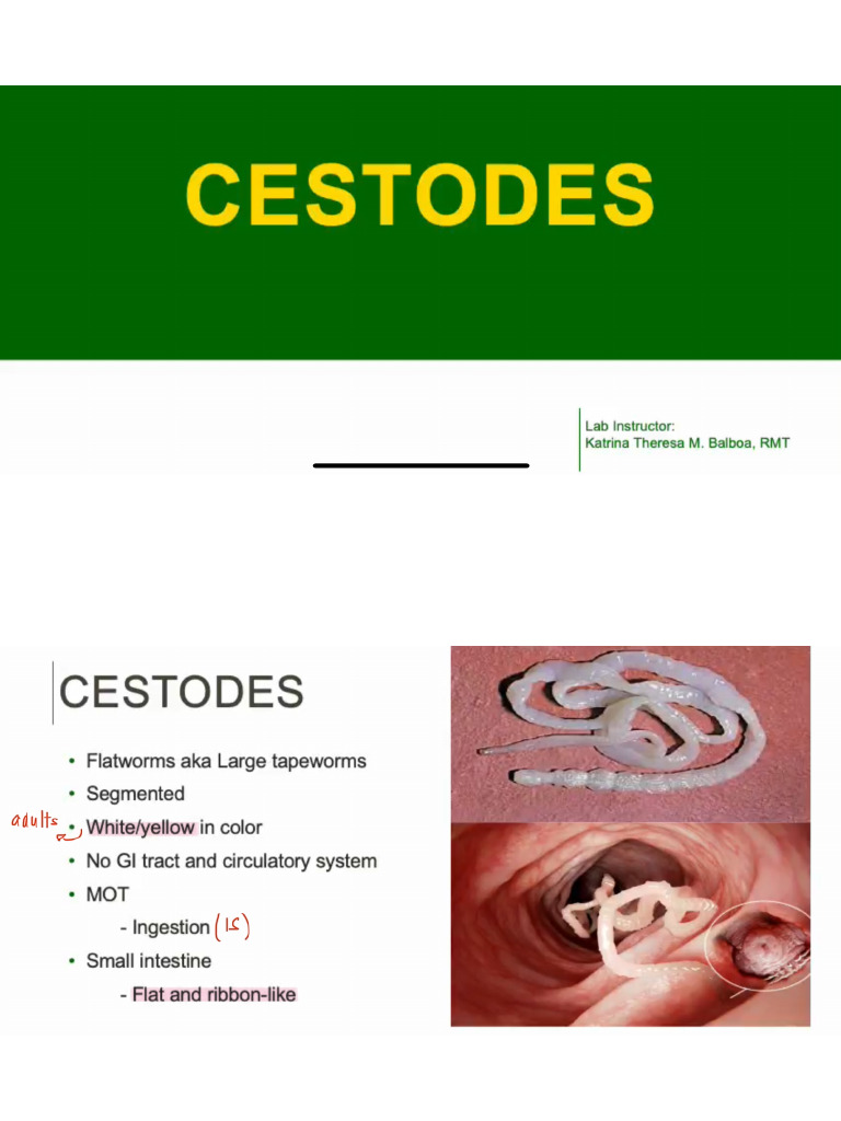 Cestodes Lab | PDF