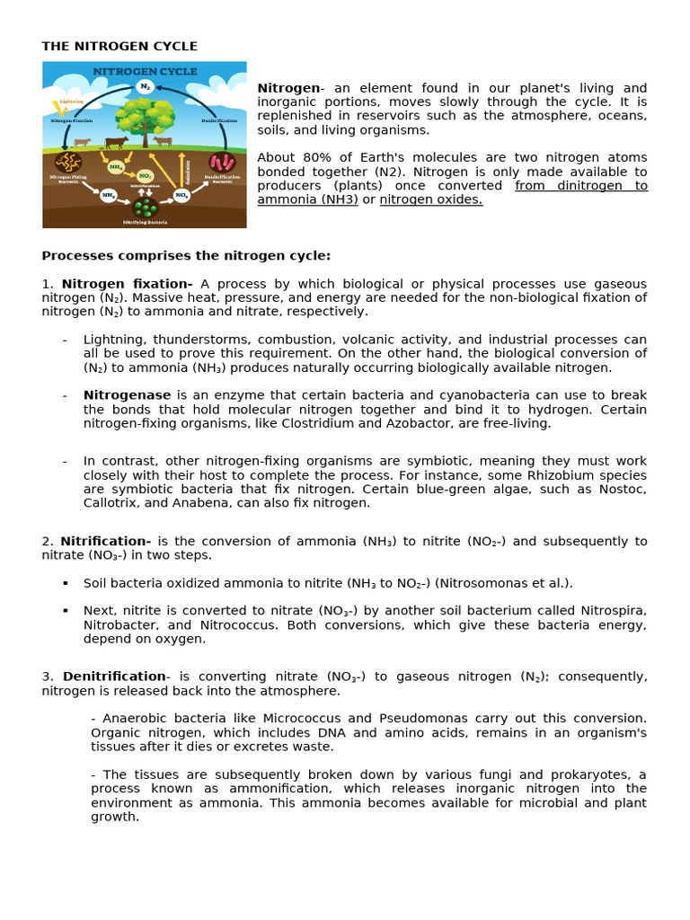 THE NITROGEN CYCLE | PDF | Nitrogen | Ammonia