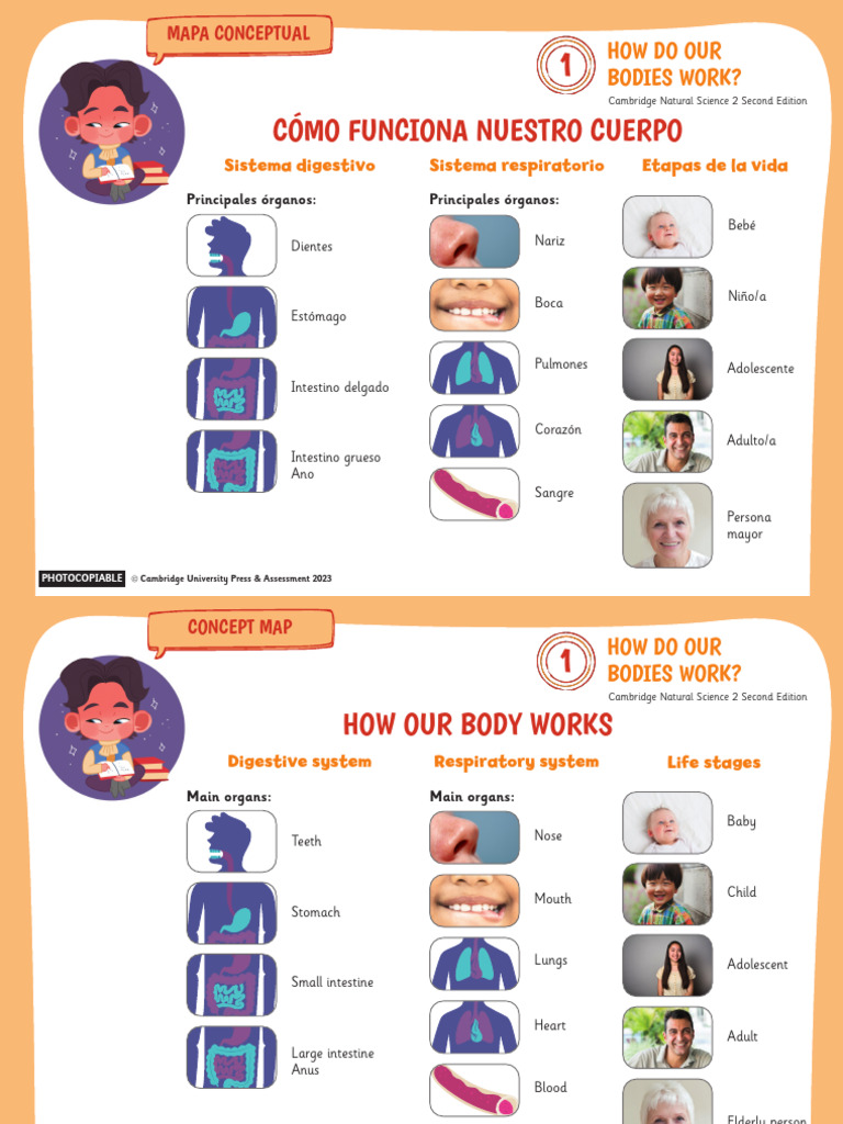 NS2e L2 All Concept Maps | PDF | Boca | Zoología
