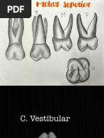 Segundo Molar Inferior | PDF | Ramas de Odontología | Boca