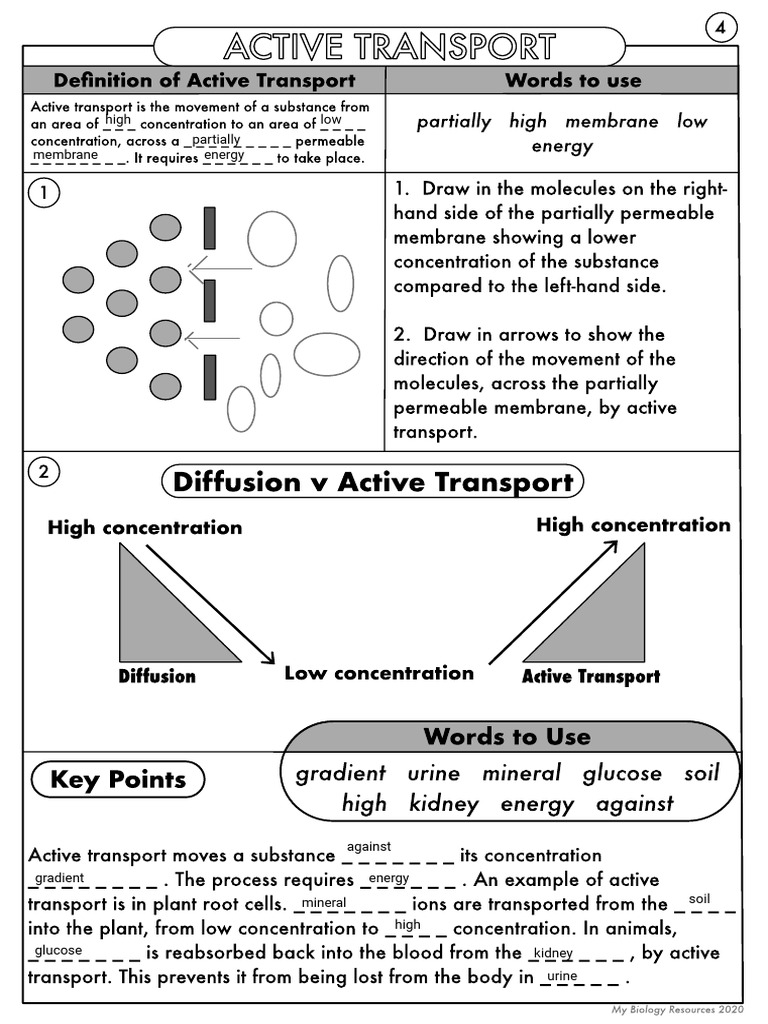 Marito Funez GCSE Biology Active Transport Worksheet | PDF