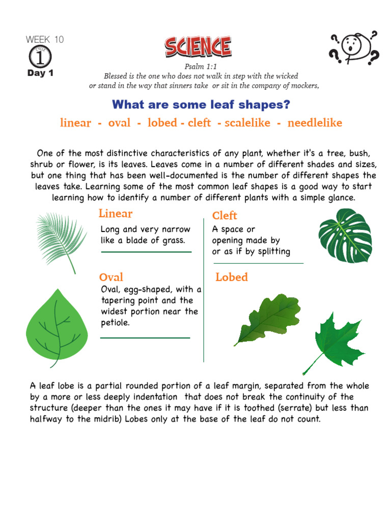 Understanding Scalelike Leaf Shapes | PDF | Leaf | Trees