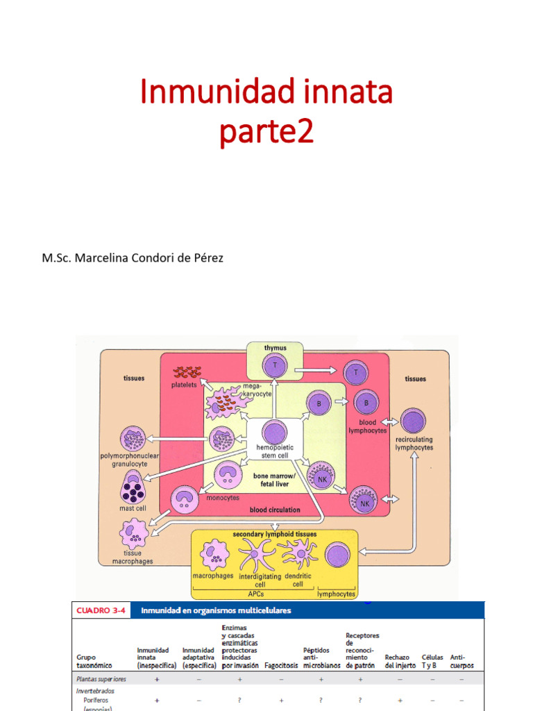3 Inmunidad Innata Celulas y Moleculas de Reconocimiento Parte 2 2025 | PDF | Sistema inmune ...
