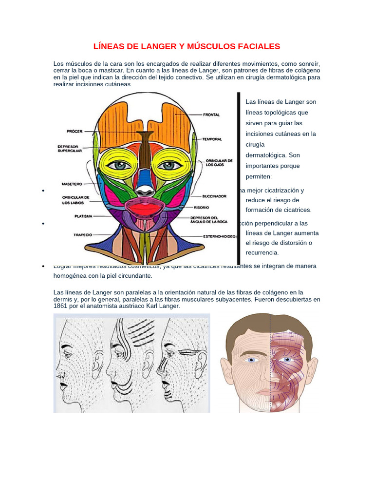 Importancia de las Líneas de Langer en Cirugía | PDF