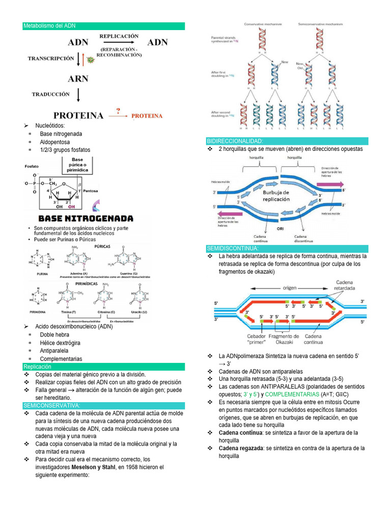 Genetica Bioqui | PDF | Adn | Replicación De Adn