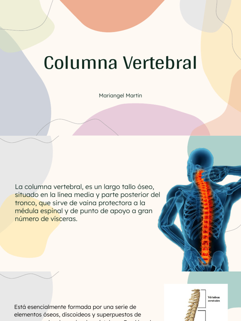 Anatomía y Función de la Columna Vertebral | PDF | Vértebra | La ...
