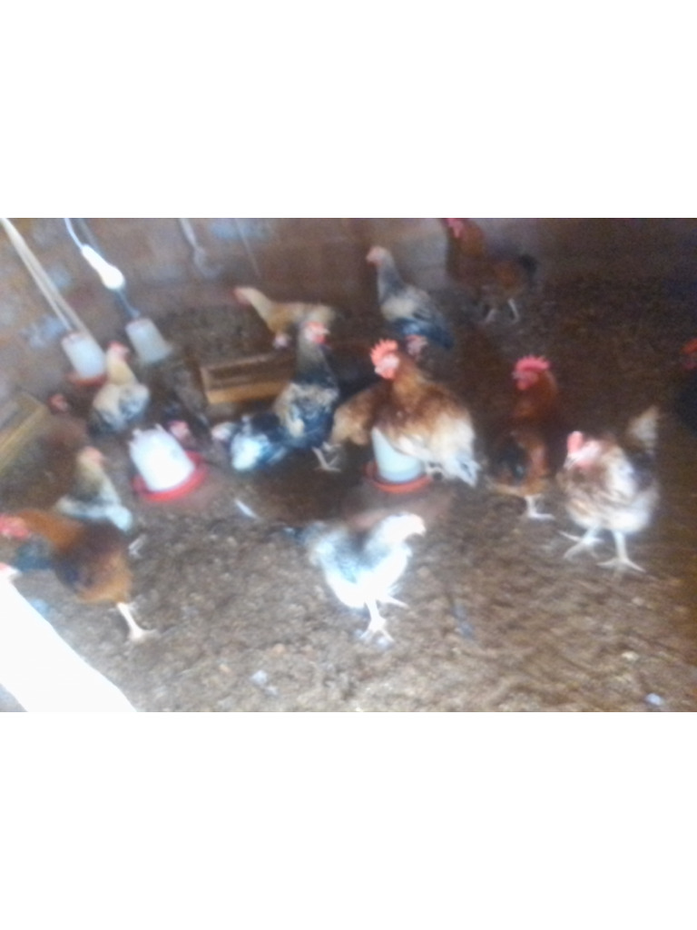 Les Poulets Goliaths | PDF