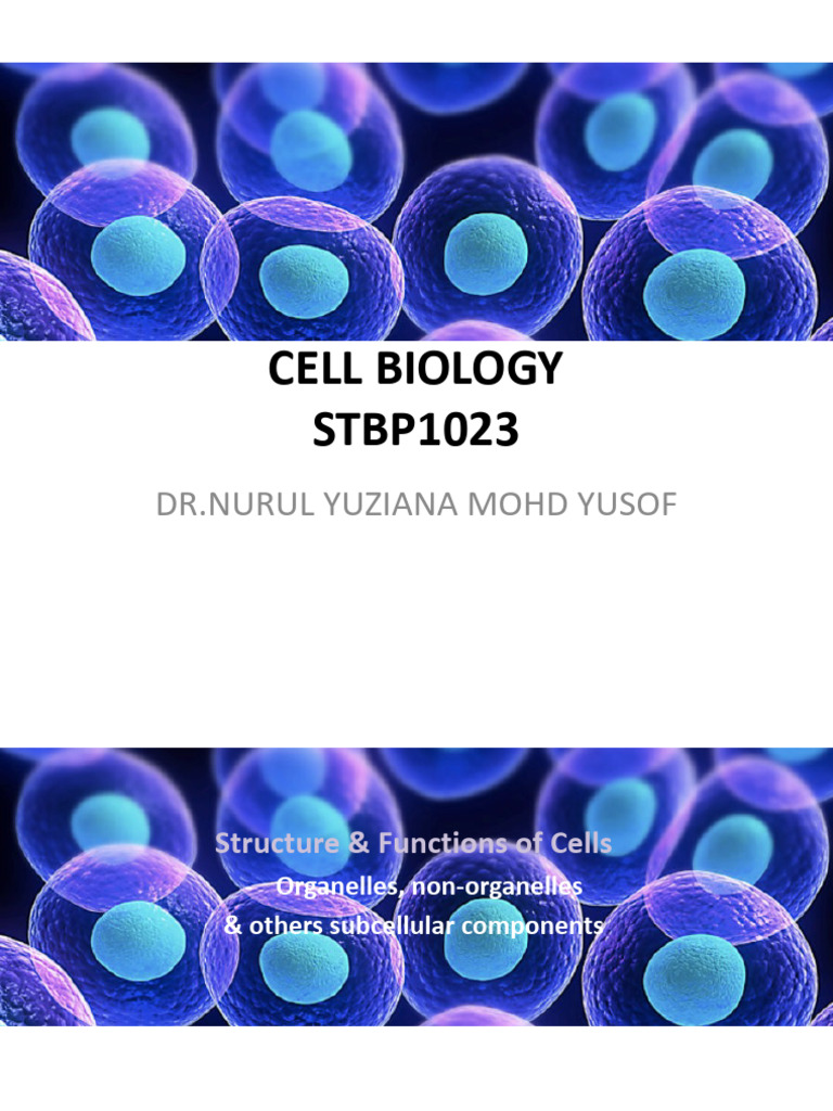 NYY 3 CELL BIOLOGY Structure and Function of Cells-Edited (Auto-Saved) | PDF | Endoplasmic ...