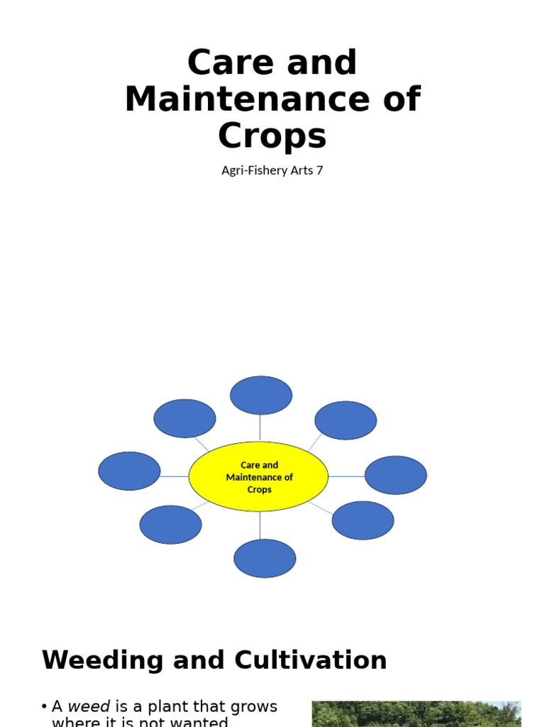 Crop Care and Maintenance Guide | PDF | Agriculture | Mulch