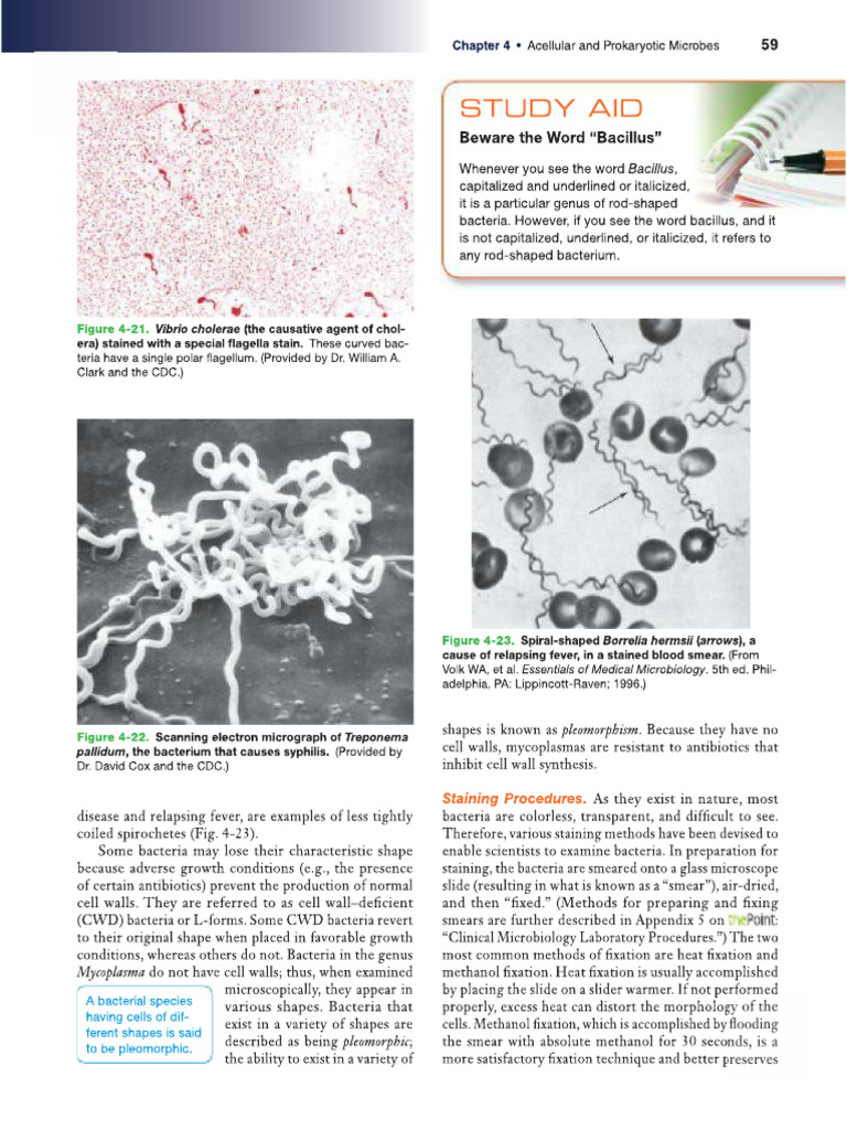 GRAM-STAINING | PDF