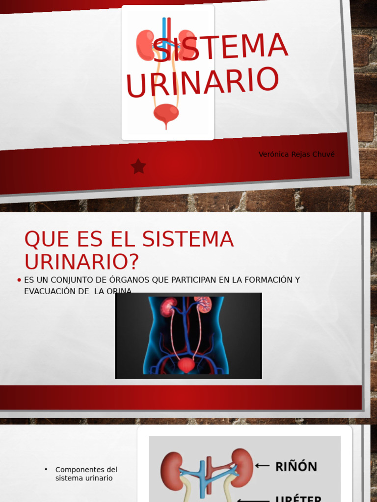 Sistema Urinario.. | PDF