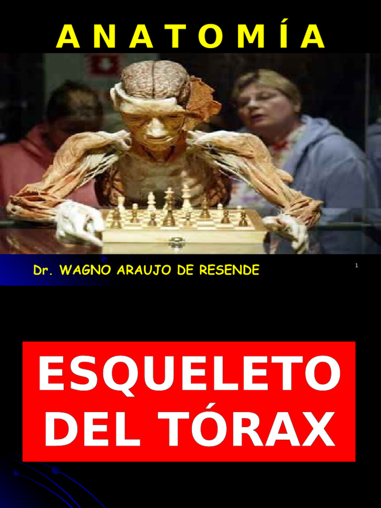 1 - Esqueleto Del Tórax - Unidad Ii | PDF | Vértebra | Sistema esquelético