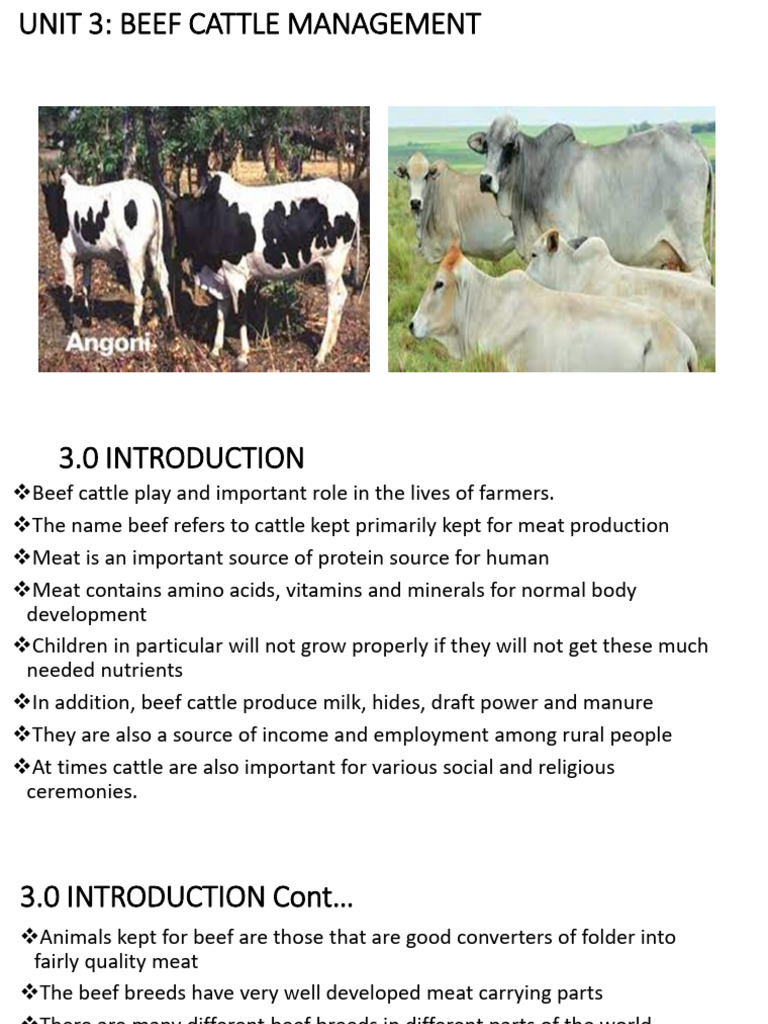 LIVESTOCK MANAGEMENT (AS 351) Beef - Prod | PDF | Cattle | Dairy Cattle