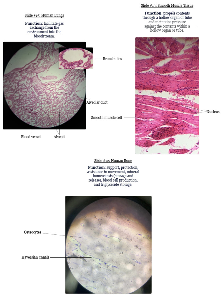 Human Anatomy: Lungs and Bones Overview | PDF
