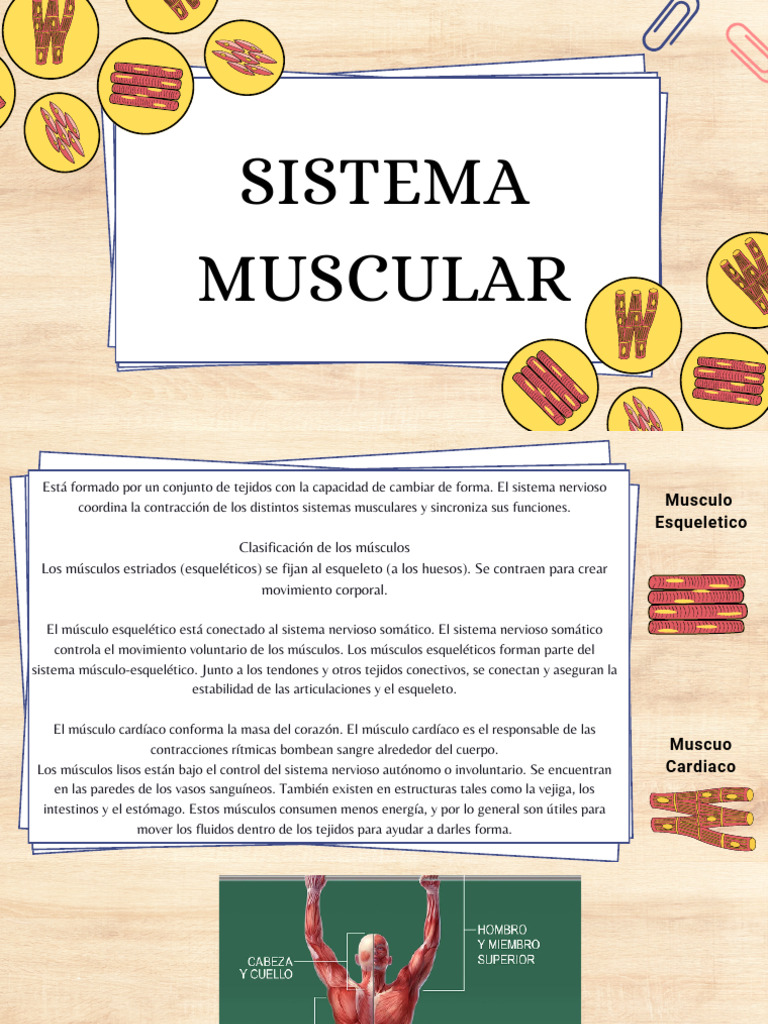 Funciones del Sistema Muscular Humano | PDF | Músculo | Músculo esquelético