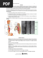 Conducto Torácico: Anatomía y Función | PDF | Tórax | Sistema linfático