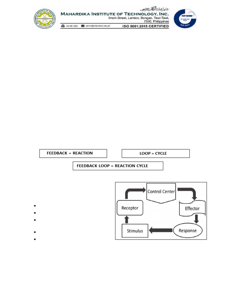 Activity 9 Feedback Mechanisms | PDF | Homeostasis | Pancreas