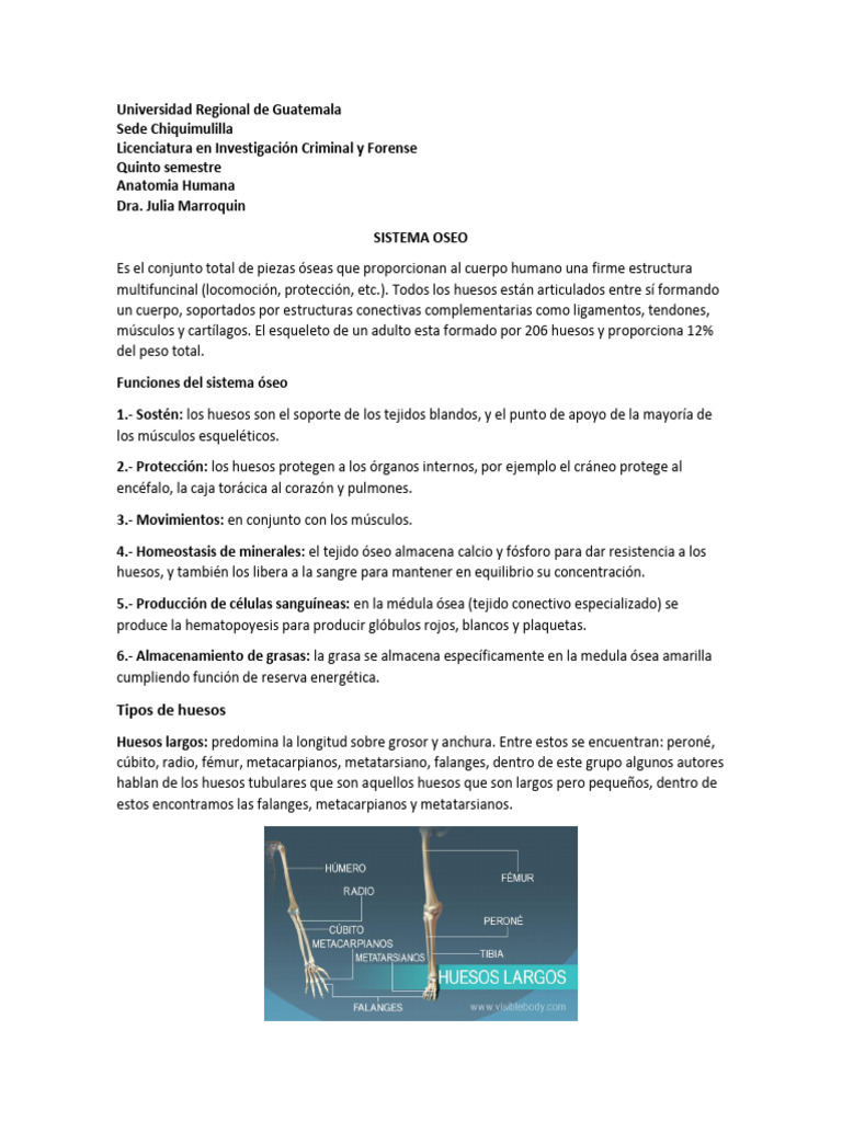 SISTEMA OSEO | PDF | Hueso | Articulación