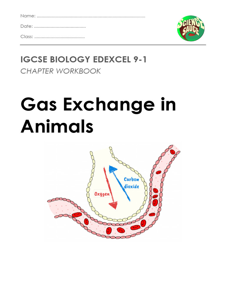 Gas-Exchange-in-Animals | PDF | Lung | Respiratory System