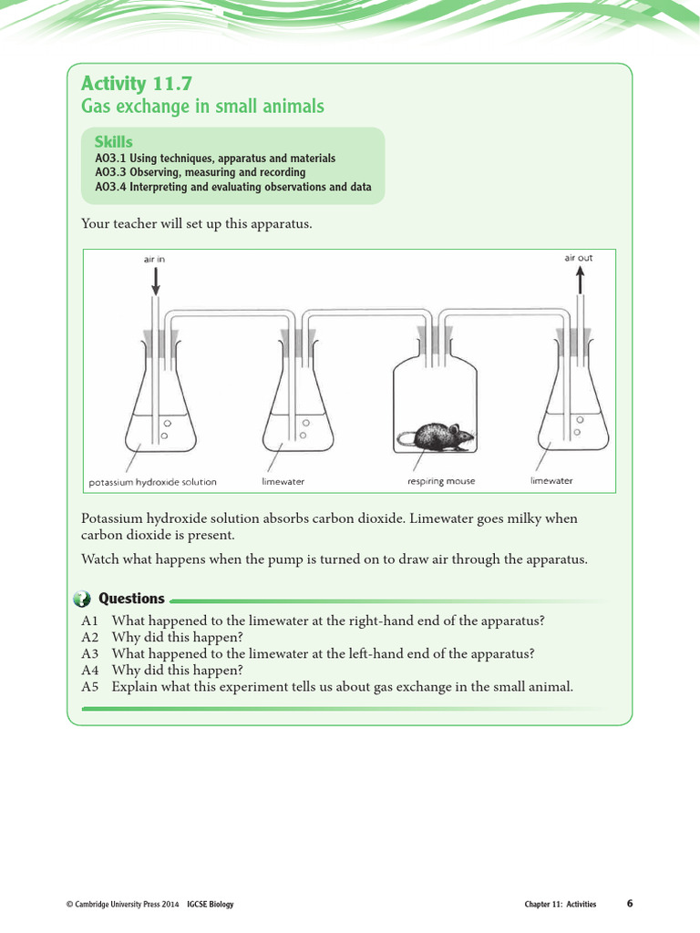 Gas Exchange Experiment in Small Animals | PDF