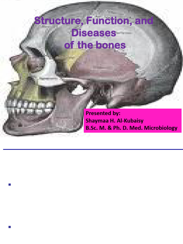 Skeletal System | PDF | Bone | Osteoblast