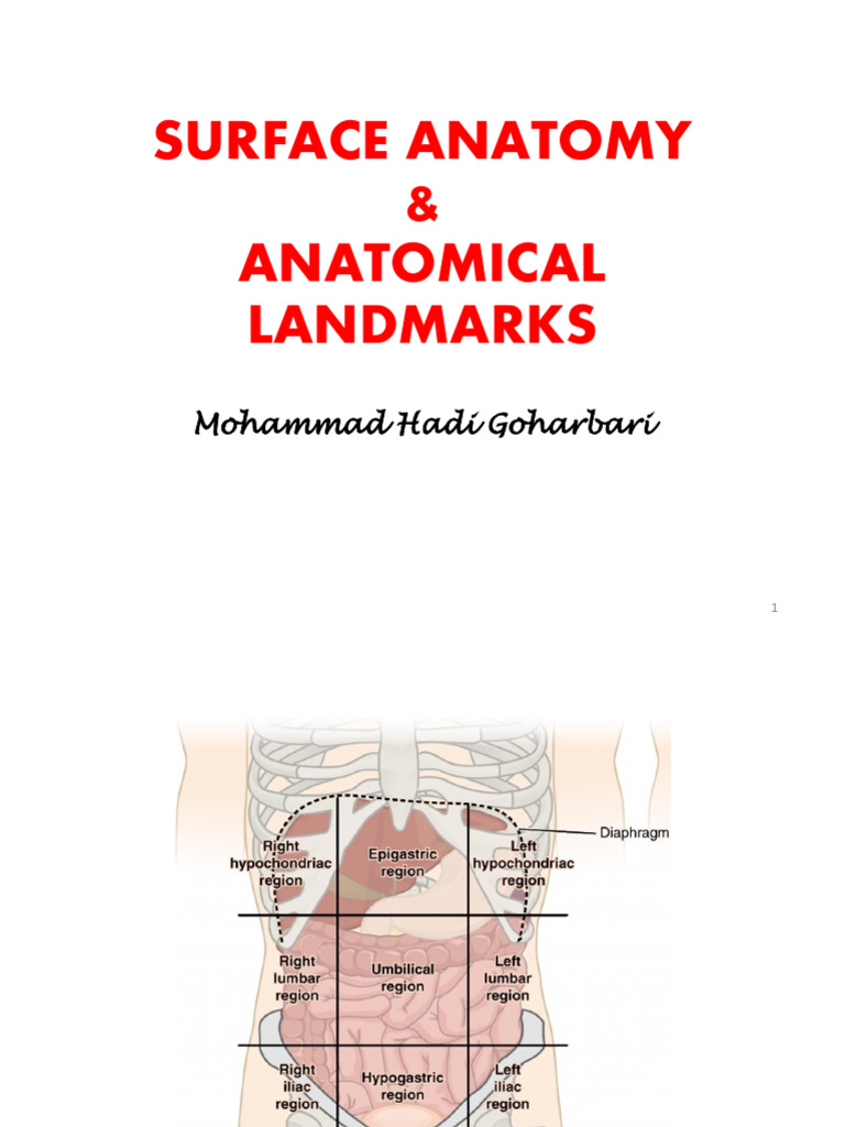 SURFACE ANATOMY-Anatomical Landmarks | PDF | Vertebra | Vertebral Column