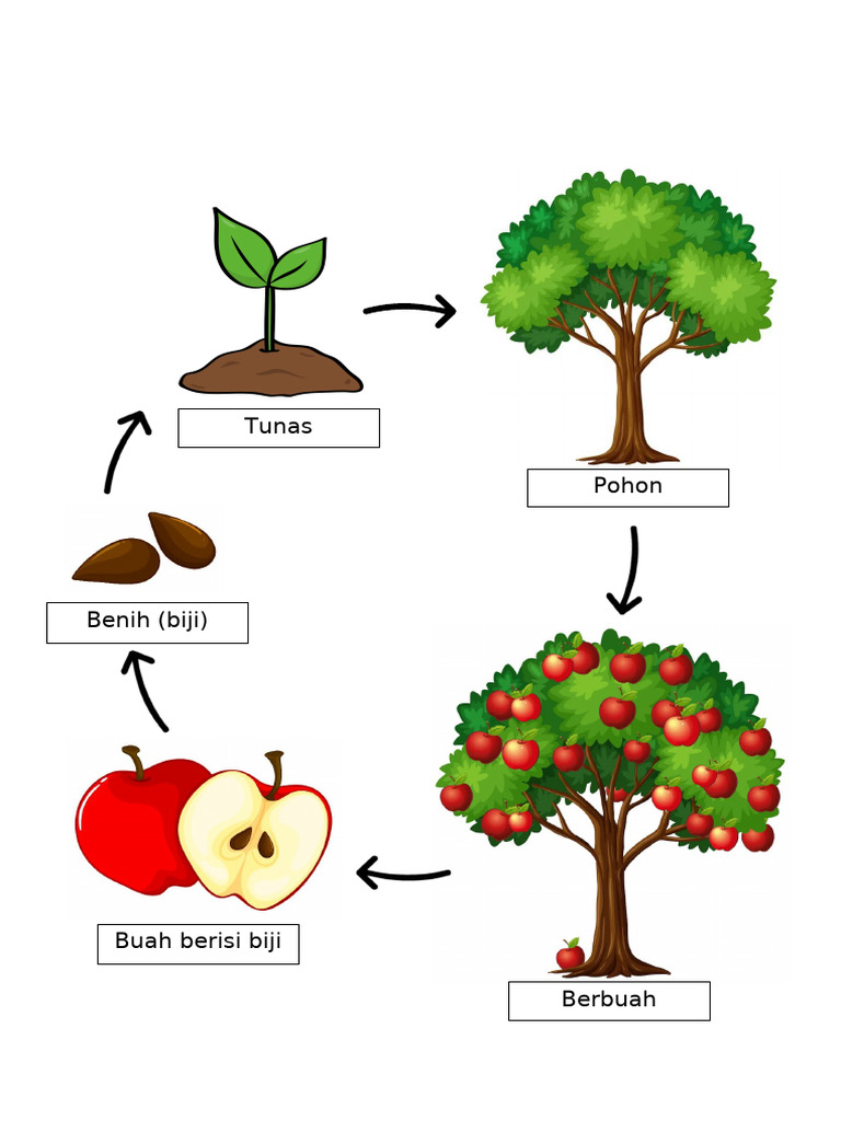 Siklus Hidup Tumbuhan | PDF