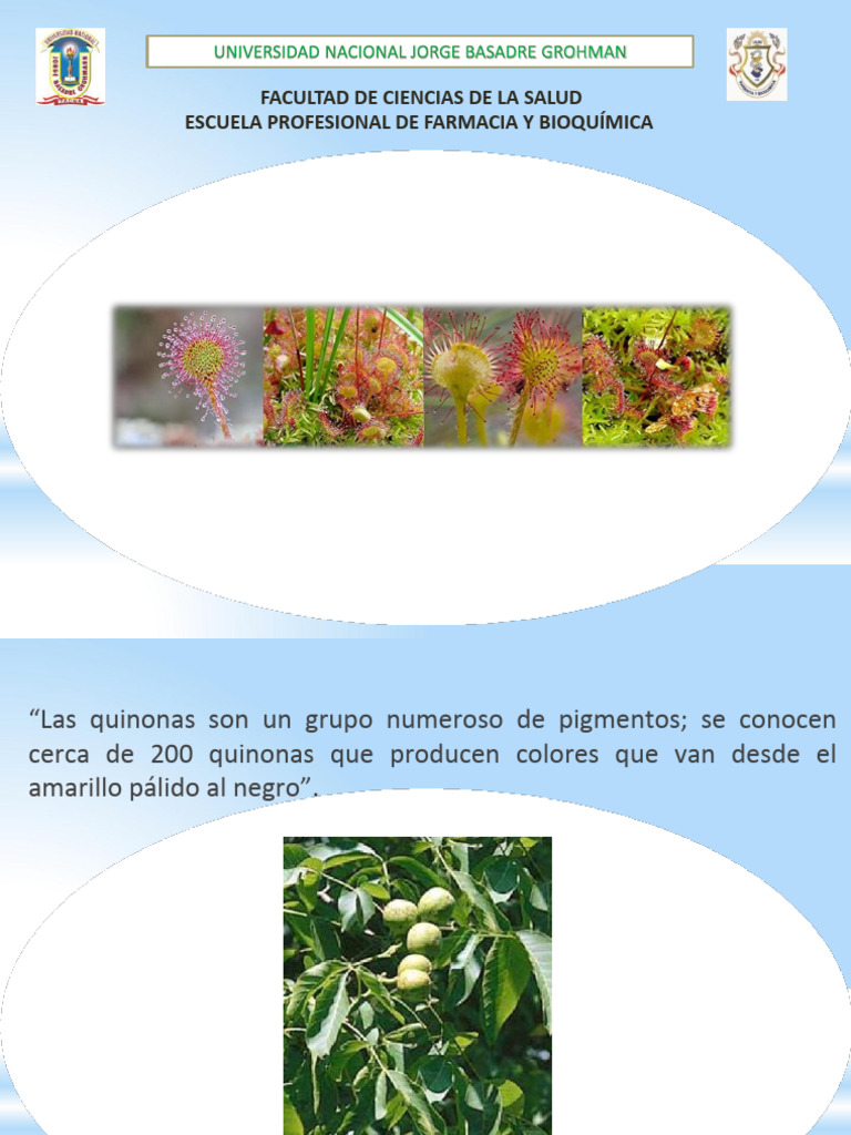 Farmacognosia II - Quinonas y Derivados Antracénicos | PDF | Solvente ...