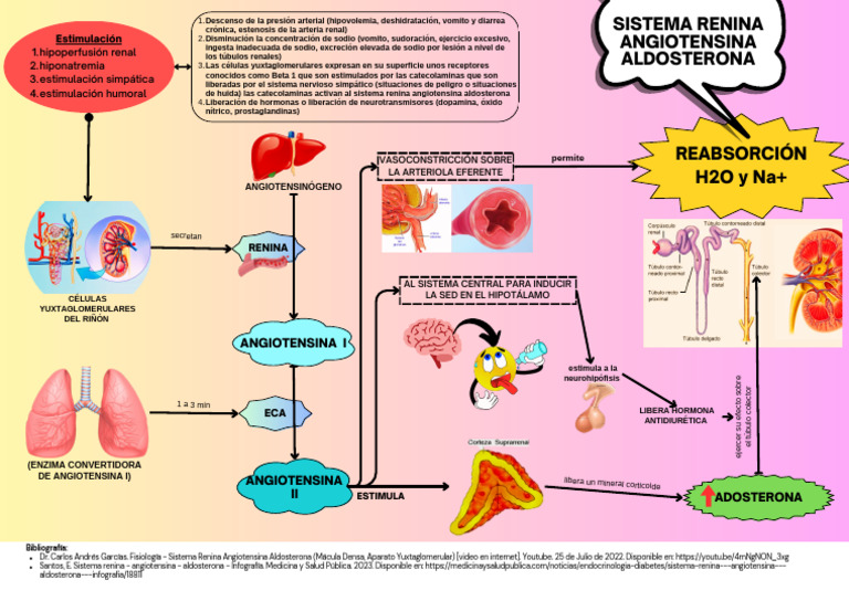 Estimulación Hipoperfusión Renal Hiponatremia Estimulación Simpática ...