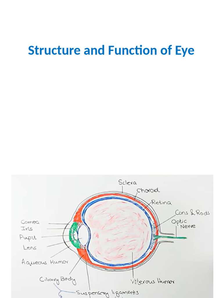 Structure and Function of Eye | PDF | Eye | Retina