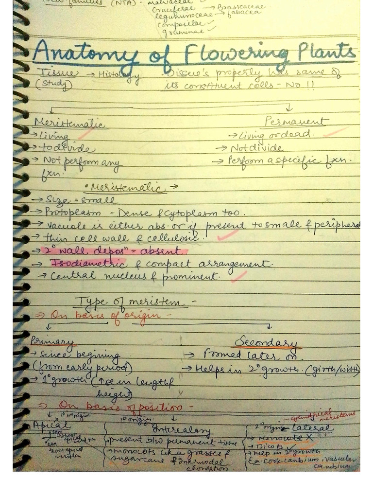 Class 11 Biology Anatomy of Flowering Plants Notes Handwritten 12.03 | PDF