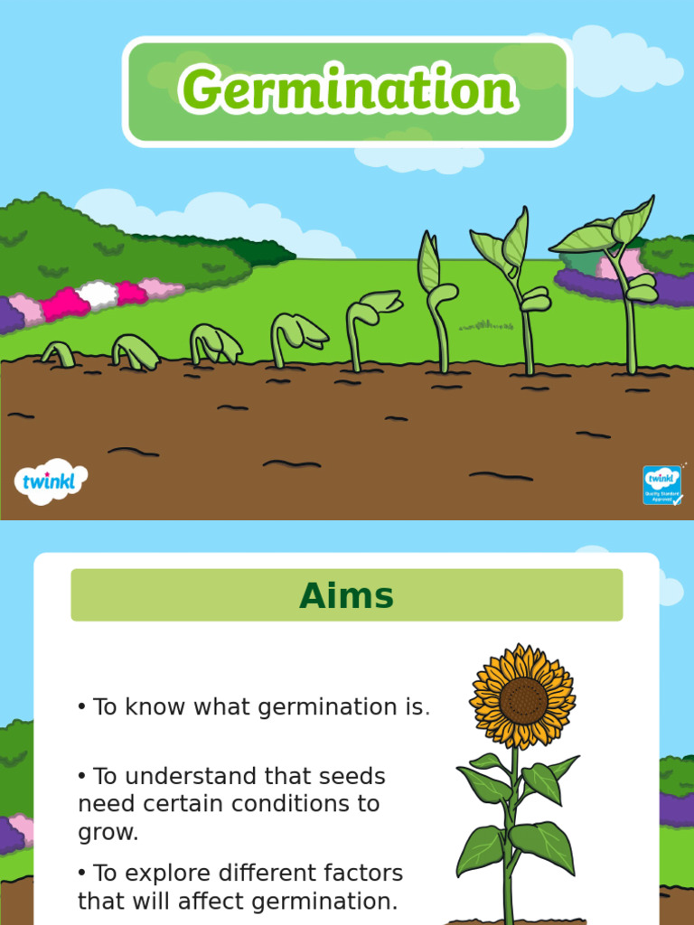 T T 5690 Germination Lesson Powerpoint 4 Ver 1 | PDF