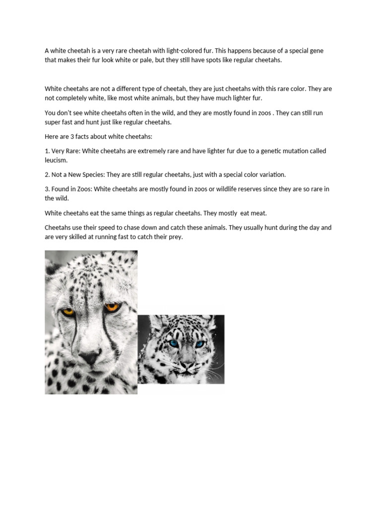 A White Cheetah Is A Very Rare Cheetah With Light | PDF