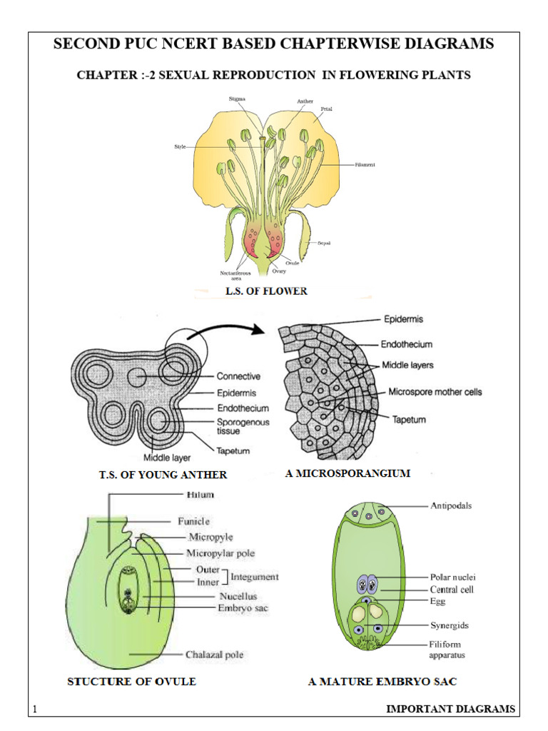 II PUC Imp. Diagrams List-2 | PDF