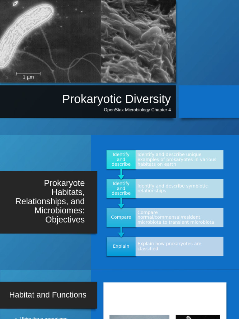 Chapter 4 Prokaryotic Diversity | PDF | Bacteria | Archaea