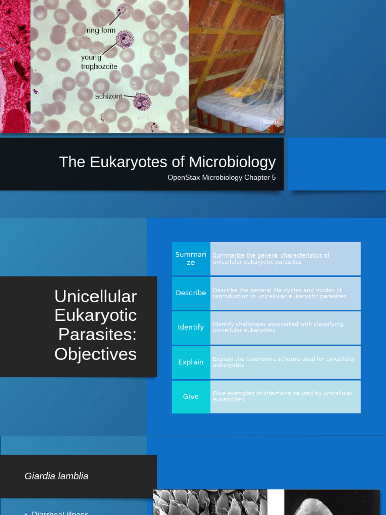 Unicellular Eukaryotic Parasites Overview | PDF | Algae | Fungus