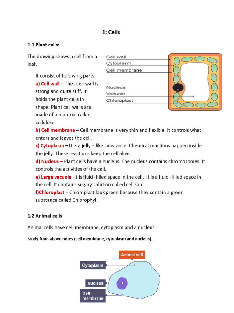 Plant and Animal Cell Structures | PDF | Cell (Biology) | Tissue (Biology)