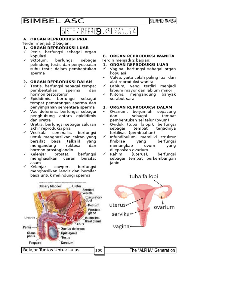 Bab 1 Sistem Reproduksi Manusia (1) | PDF
